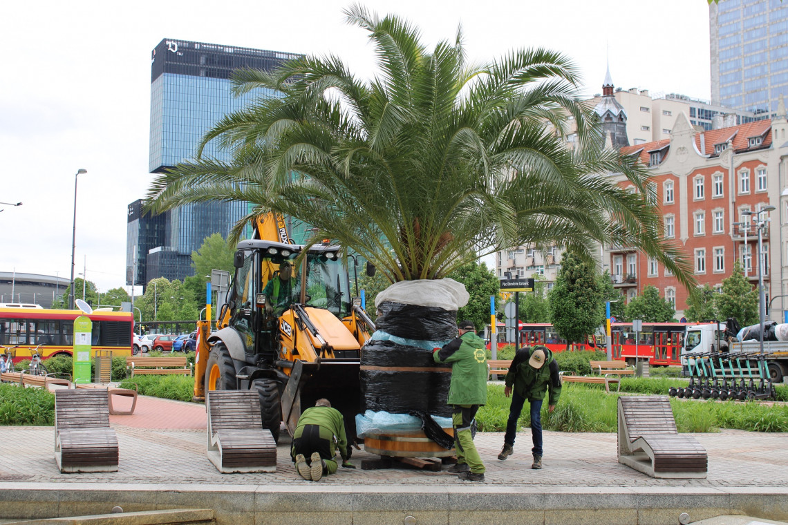 Katowickie palmy znowu na Rynku