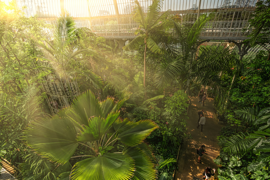 Palmiarnia Poznańska po 30 latach idzie do remontu